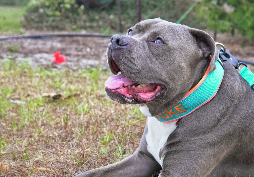 Top 10 Small Dog Breeds | BullyBillows – BullyBillows Europe