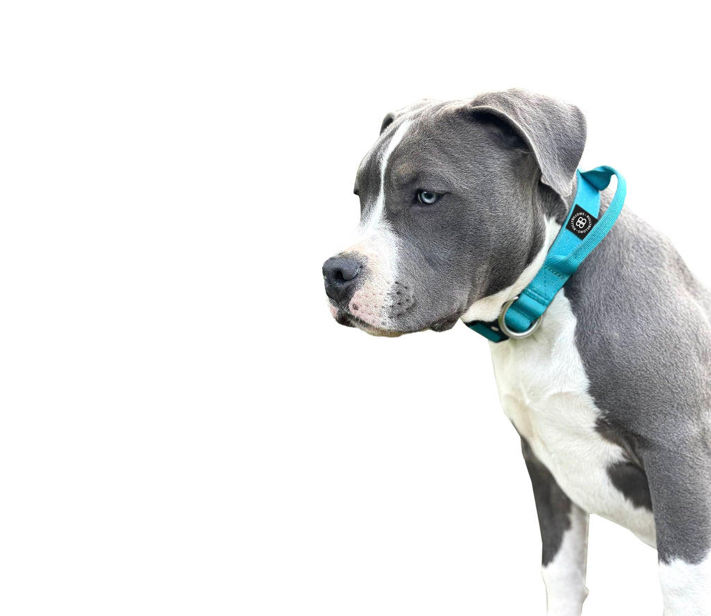 Dog Collars | Training Dog Collars | BullyBillows – BullyBillows Europe