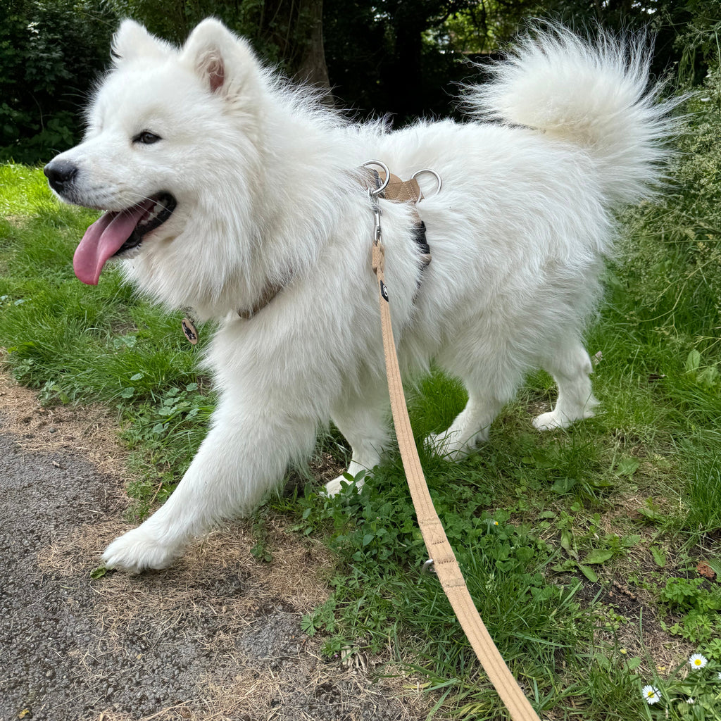 BullyBillows EU - Leaders of Premium Dog Essentials – BullyBillows Europe