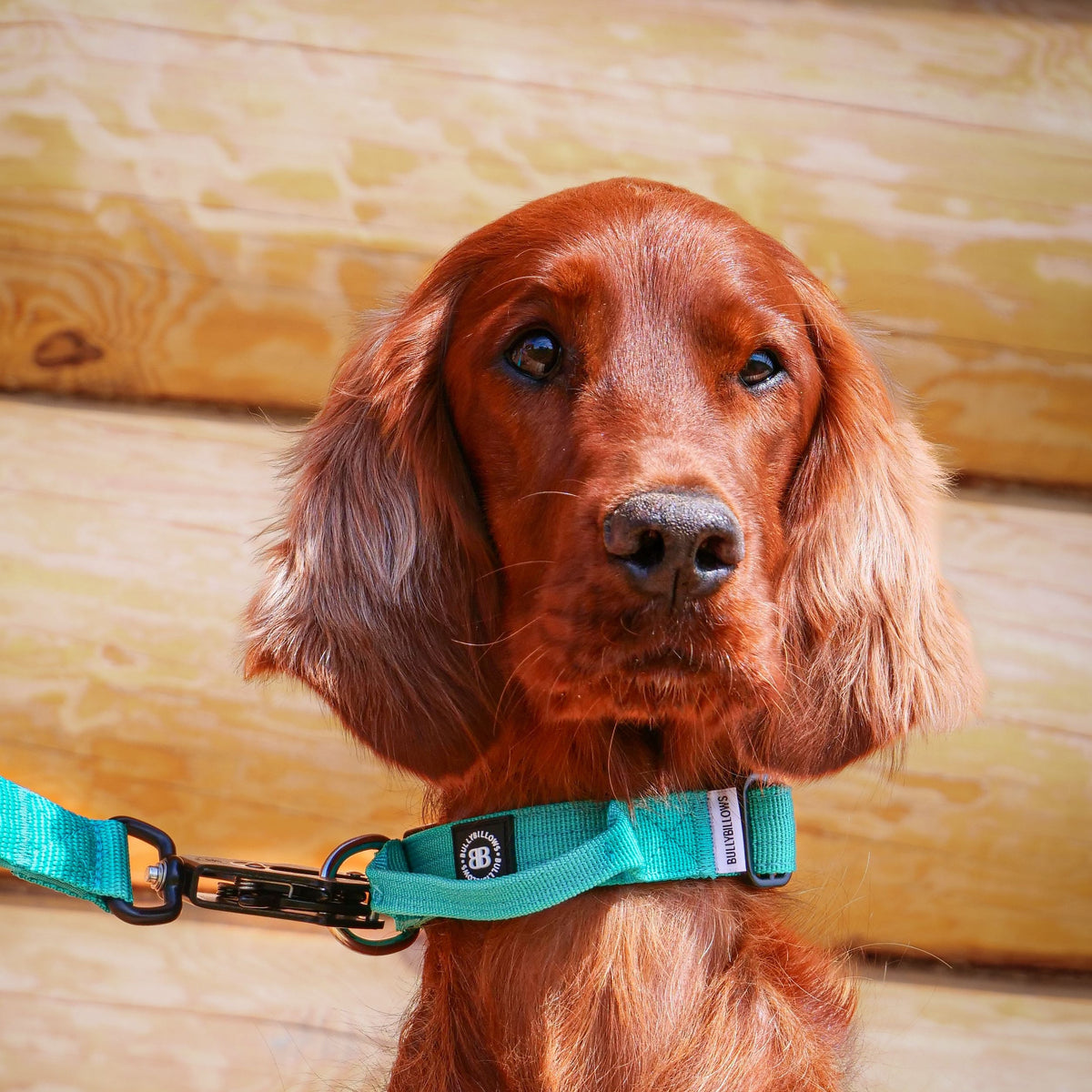 BullyBillows EU - Leaders of Premium Dog Essentials – BullyBillows Europe