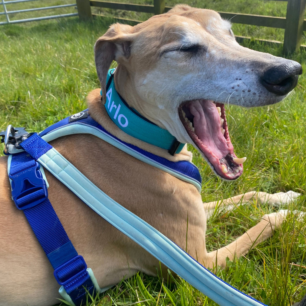 BullyBillows EU - Leaders of Premium Dog Essentials – BullyBillows Europe