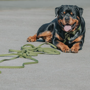 Bully Billows | Dog Collars | Dog Leashes | K9 Harness – BullyBillows ...