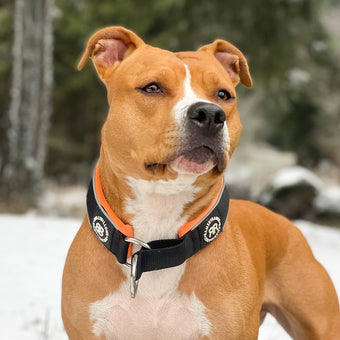 Dog Collars | Training Dog Collars | BullyBillows – BullyBillows Europe