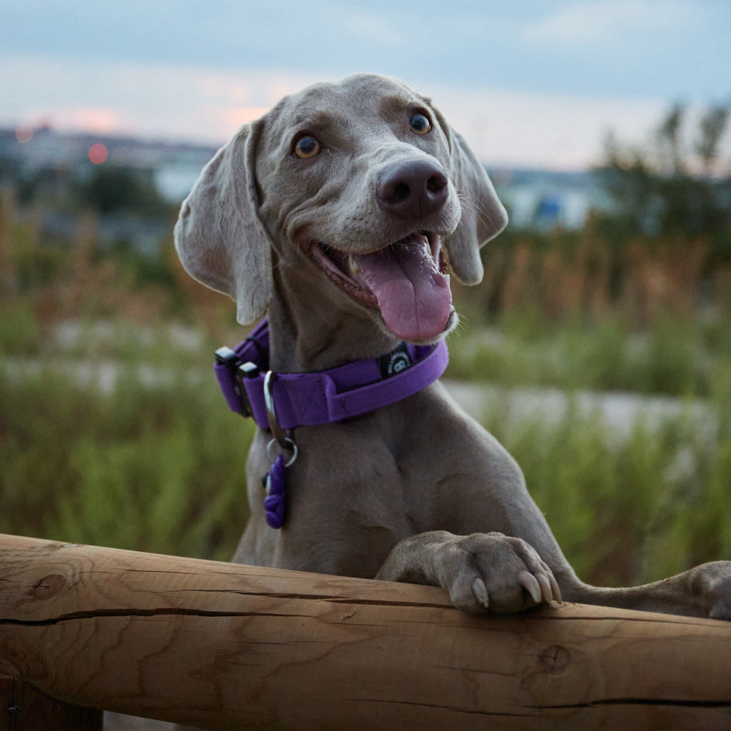 BullyBillows EU - Leaders of Premium Dog Essentials – BullyBillows Europe