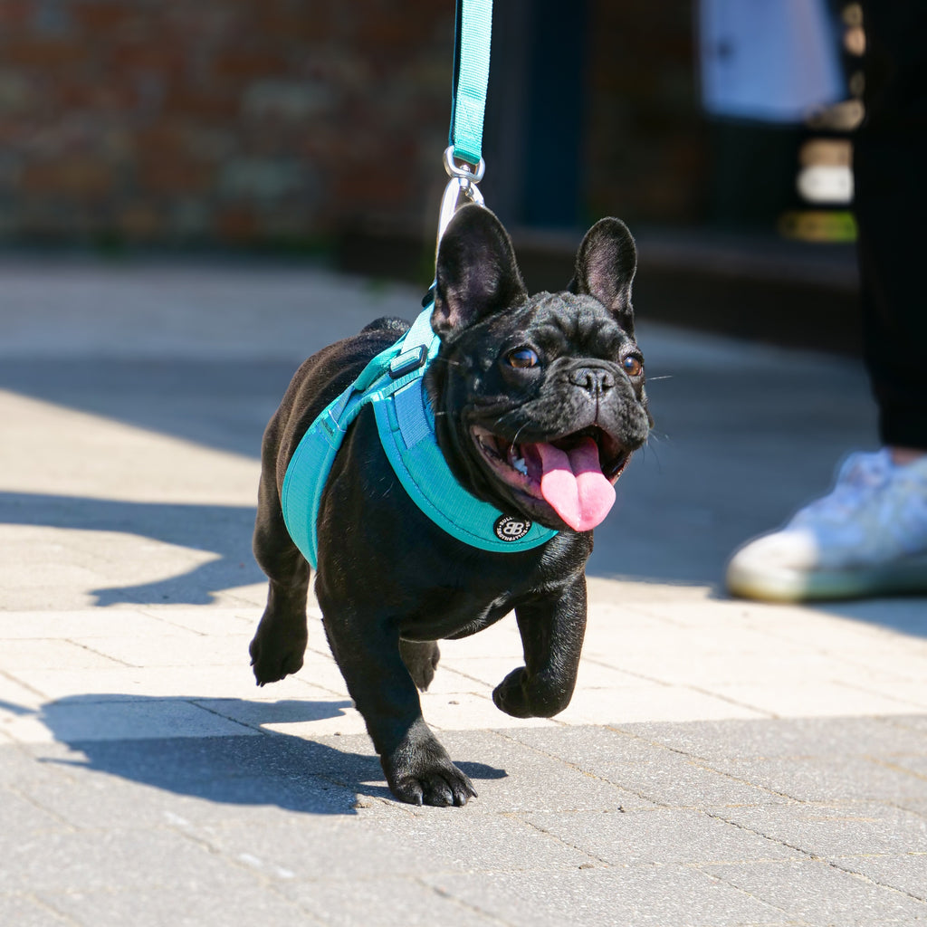 BullyBillows EU - Leaders of Premium Dog Essentials – BullyBillows Europe