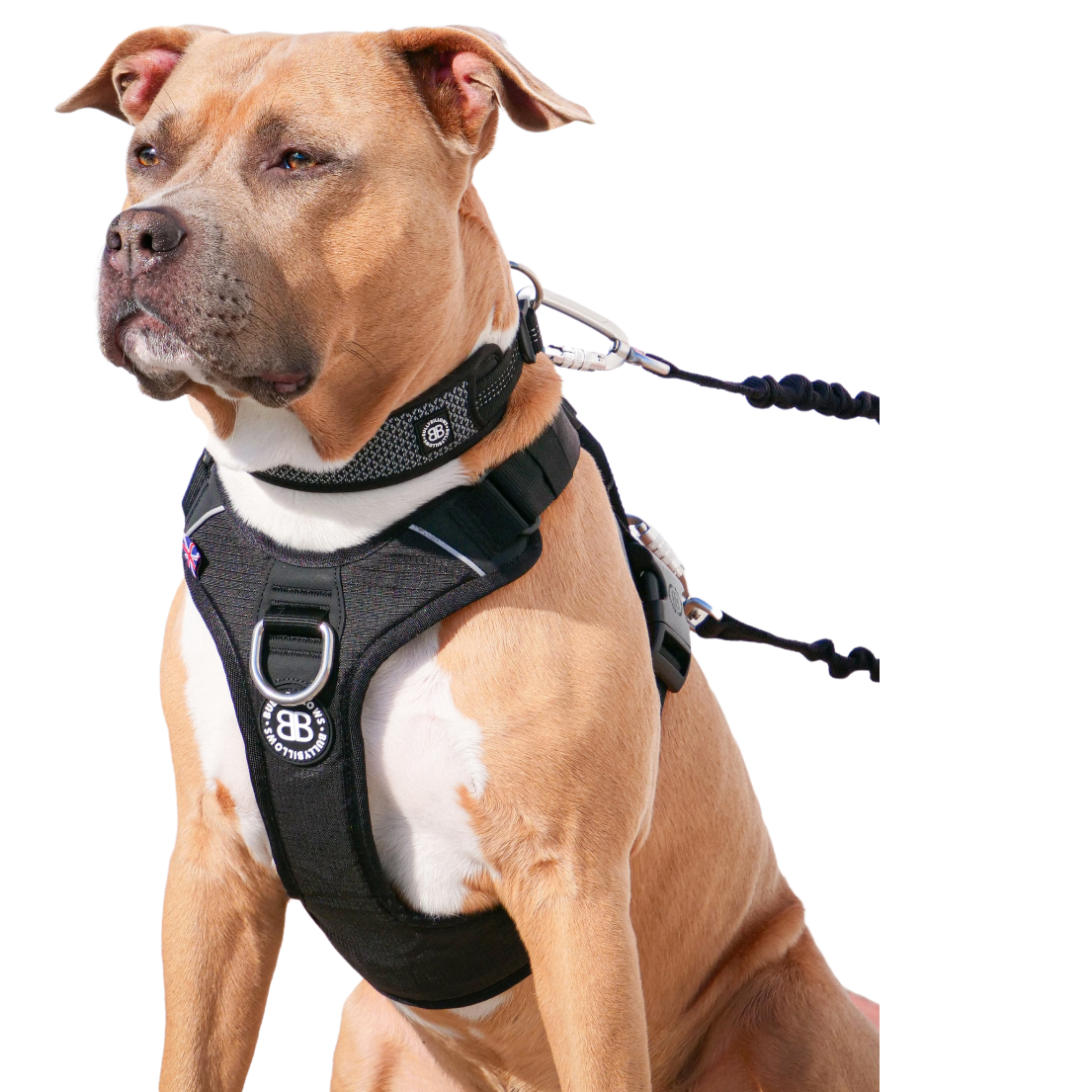 BullyBillows EU - Leaders of Premium Dog Essentials – BullyBillows Europe