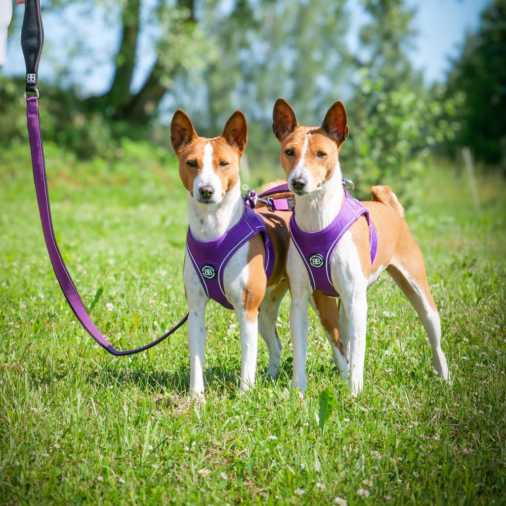 BullyBillows EU - Leaders of Premium Dog Essentials – BullyBillows Europe