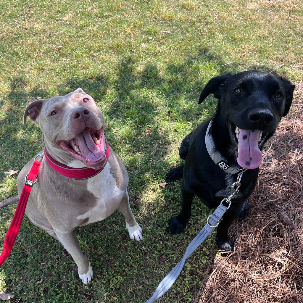 BullyBillows EU - Leaders of Premium Dog Essentials – BullyBillows Europe